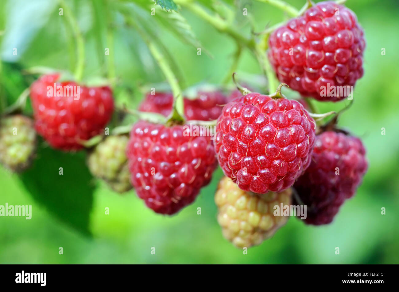 close-up of ripening raspberry Stock Photo - Alamy