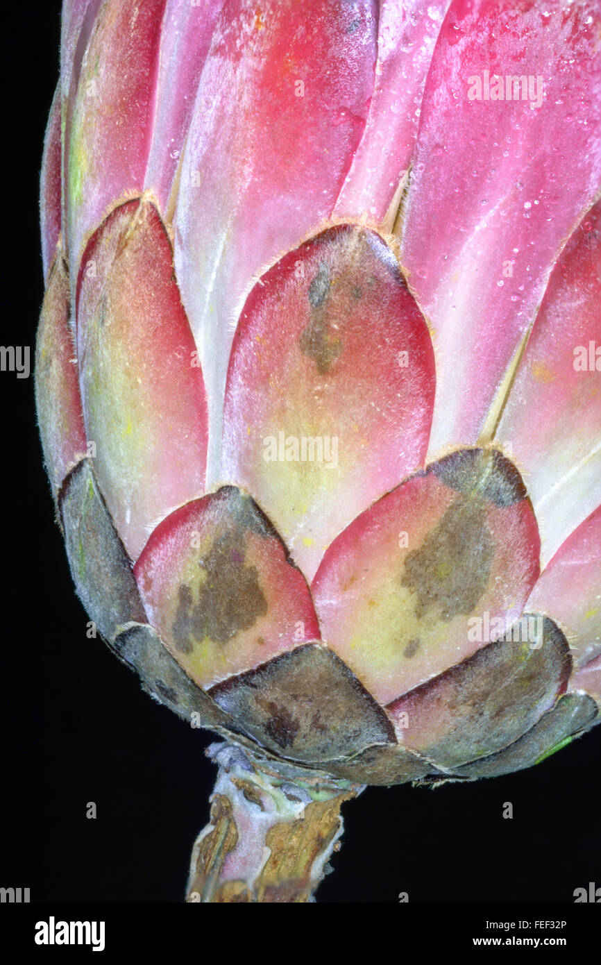 Close up protea shrub hi-res stock photography and images - Alamy