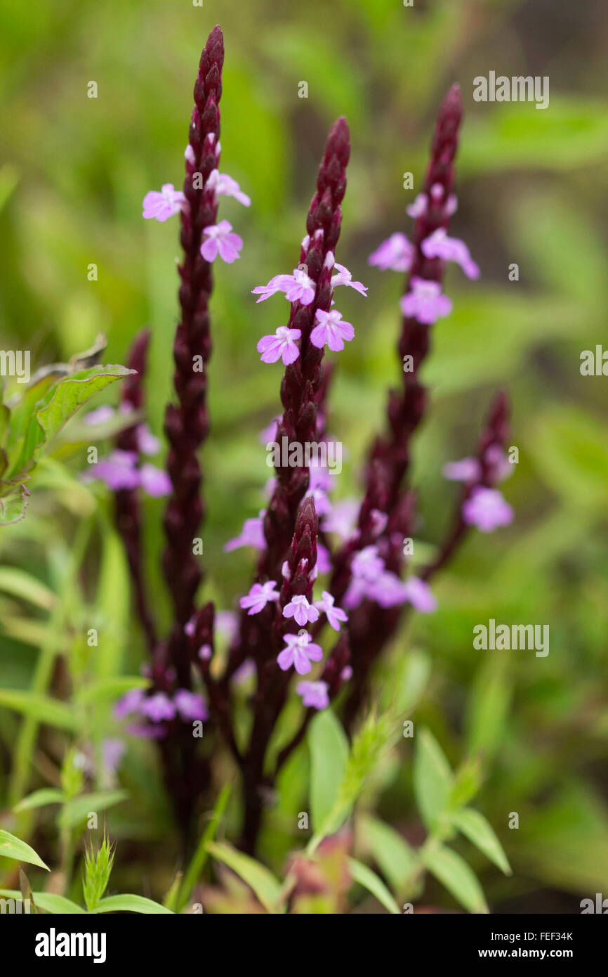 Flower native to india hi-res stock photography and images - Alamy