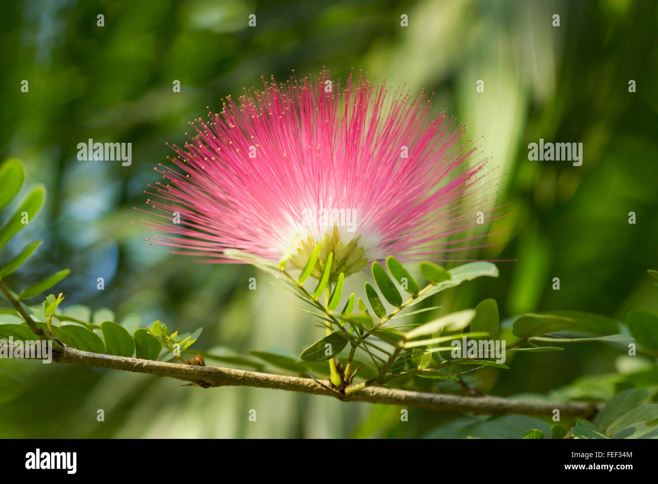 Acacia tree in bloom hi-res stock photography and images - Alamy