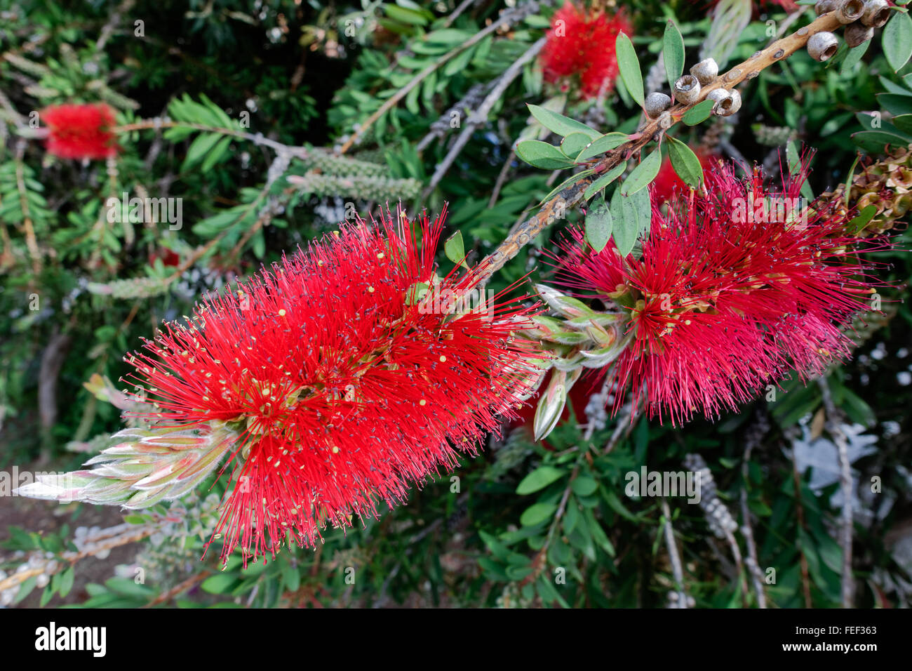 Bottlebrush Tree (Callistemon) flowering in Sardinia Stock Photo - Alamy