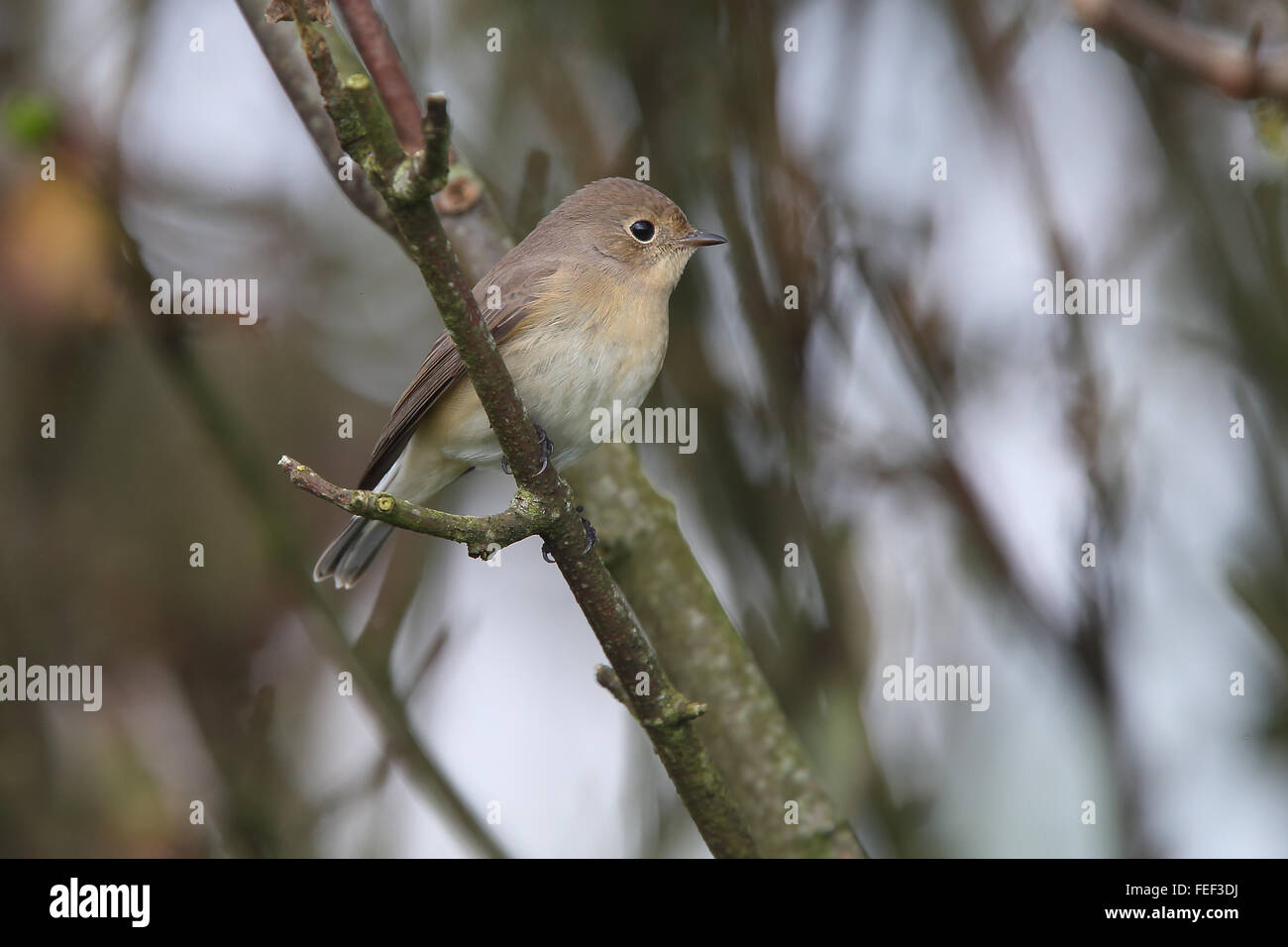 Red-breasted Flycatcher (Ficedula parva), juvenile, Mainland, Shetland ...