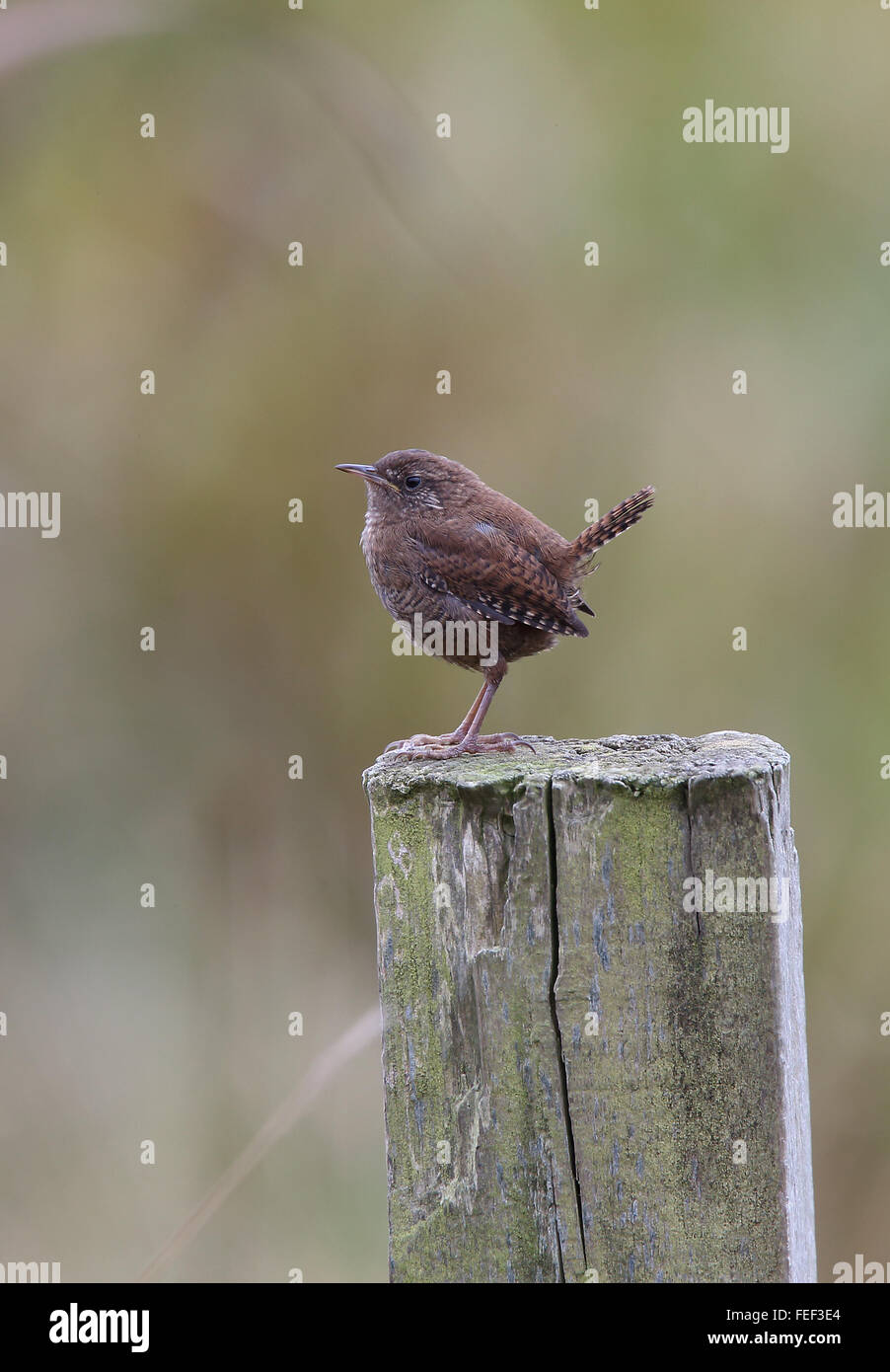 Shetland wren hi-res stock photography and images - Alamy