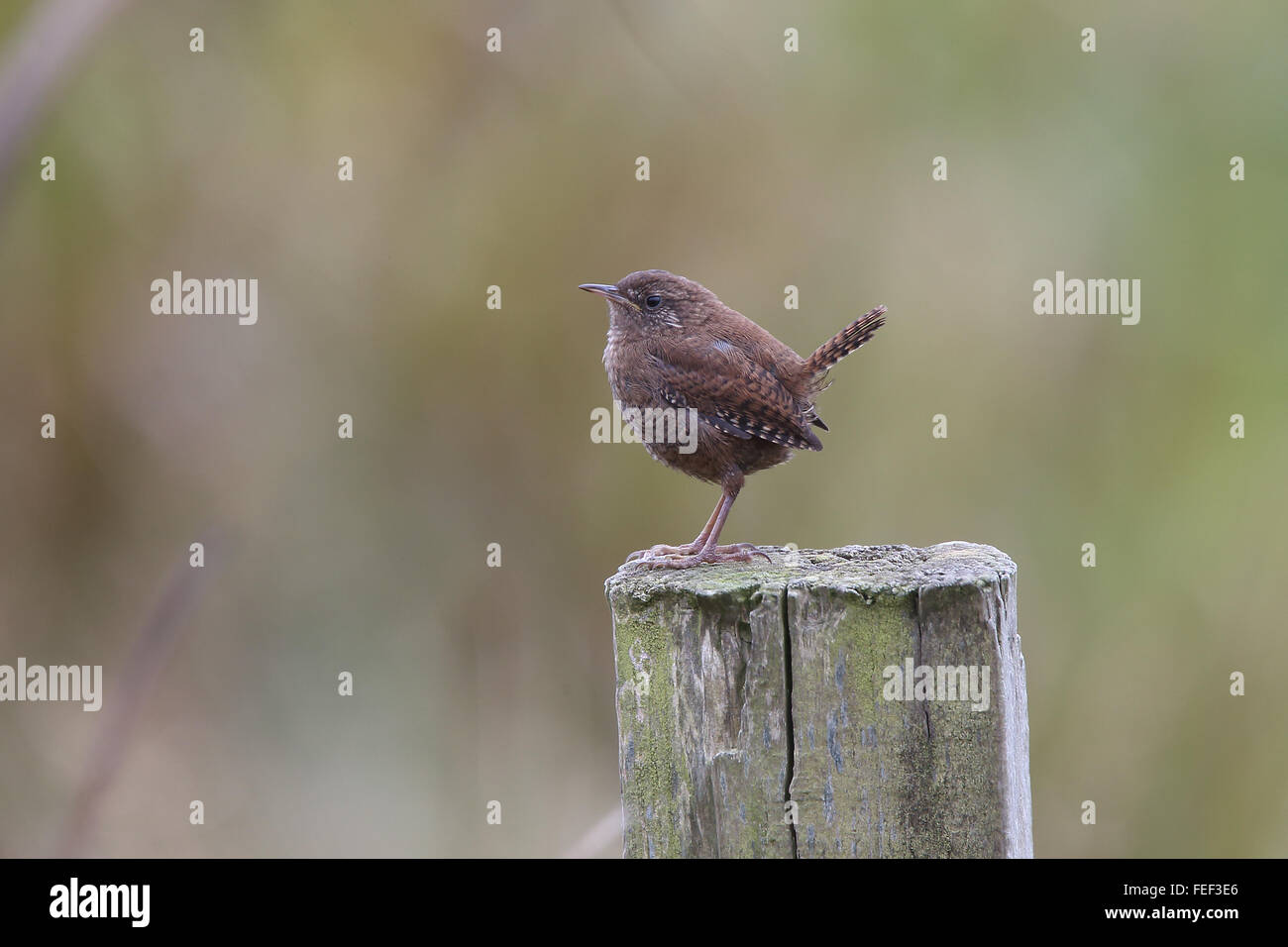 Shetland wren hi-res stock photography and images - Alamy