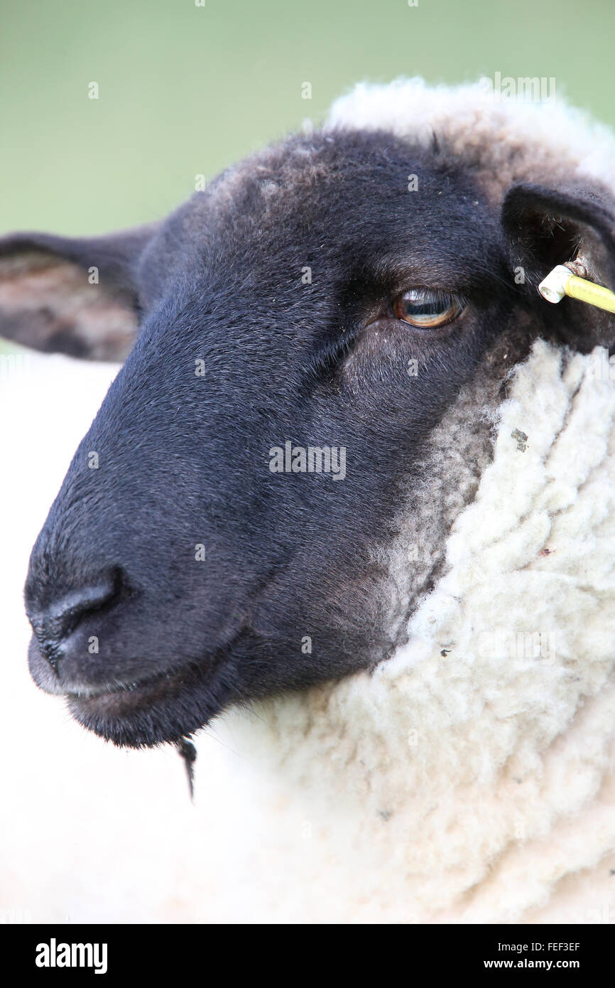 Black faced sheep scotland hi-res stock photography and images - Alamy