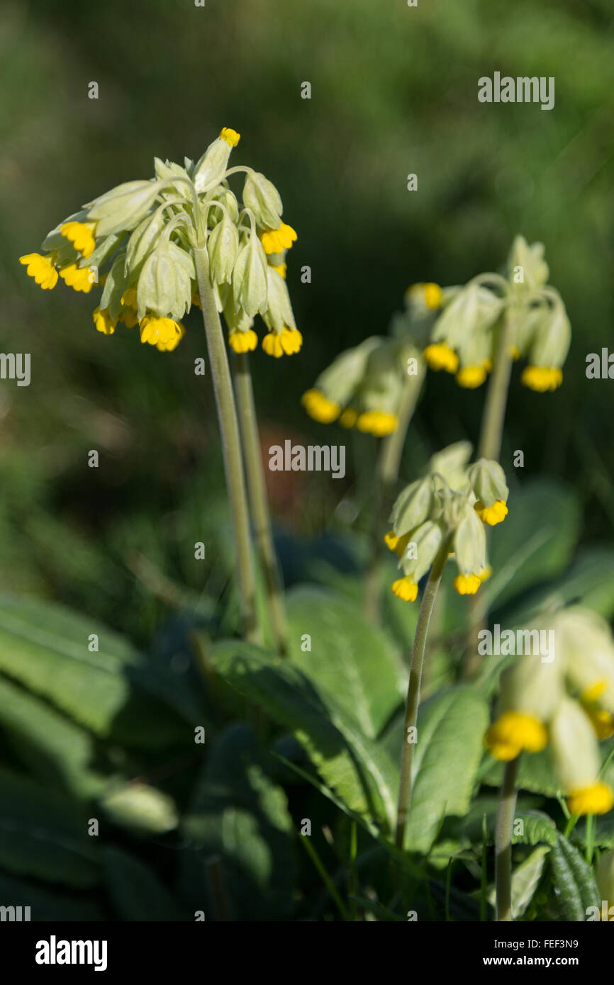 Macro/CLose up view of Cowslip plant (Primula veris) in full flower ...