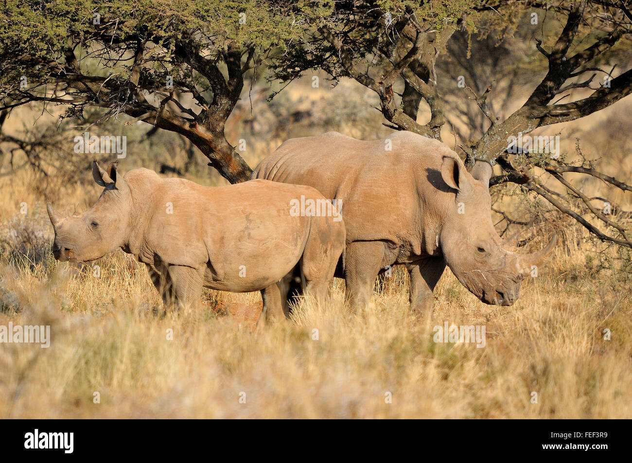 White rhino mother and calf in the Mokala National Park of South Africa ...