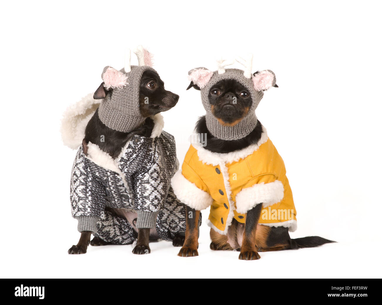 Cute dogs portrait in fashionable clothes on white background looking ...