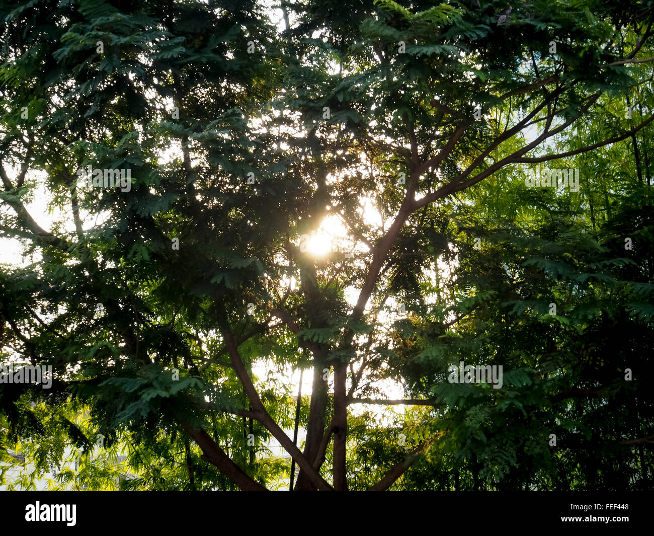 Light shining through trees Stock Photo - Alamy