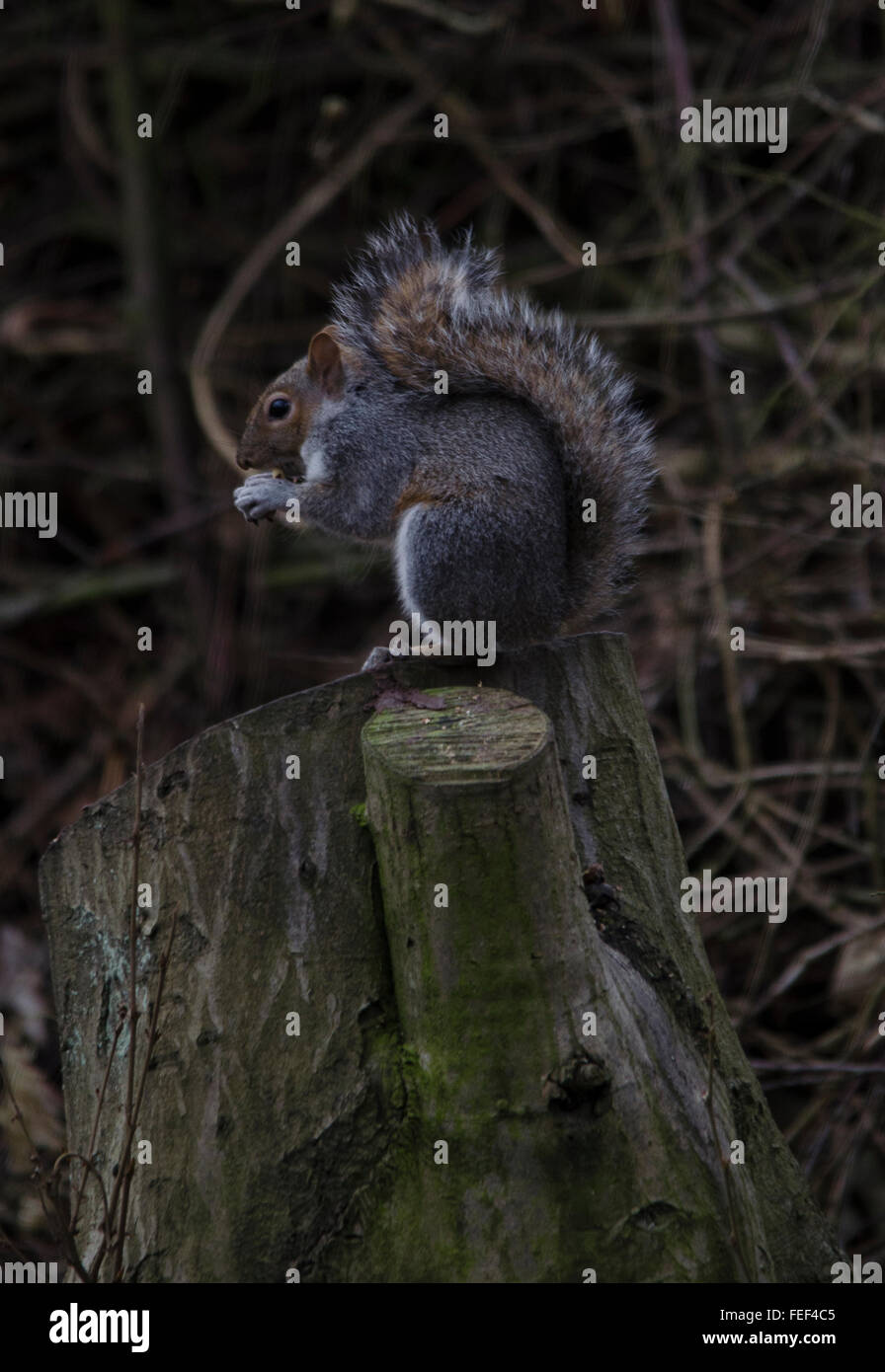 These are wild squirrels photographed totally in a natural surrounding ...