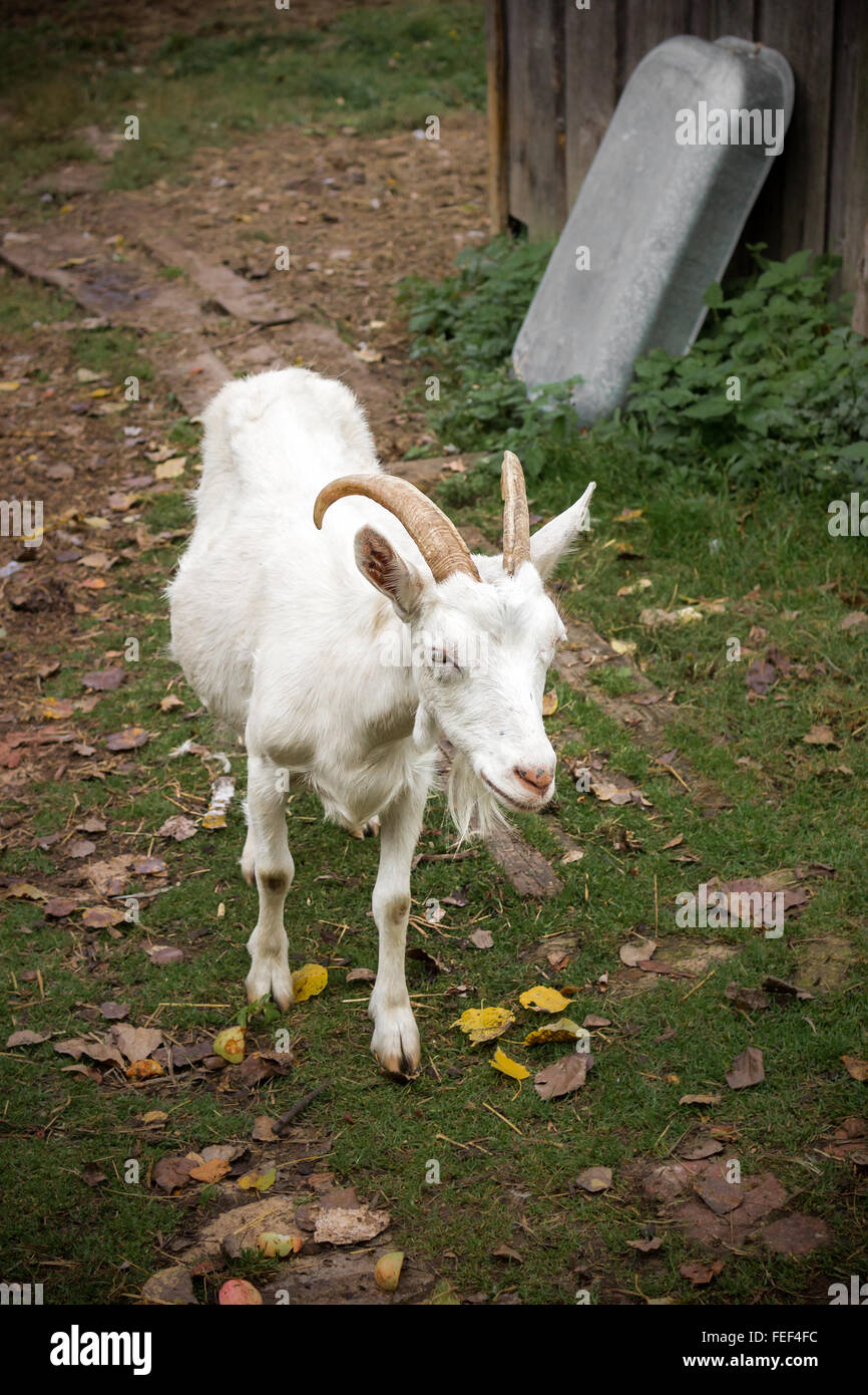Adult white goat Stock Photo - Alamy