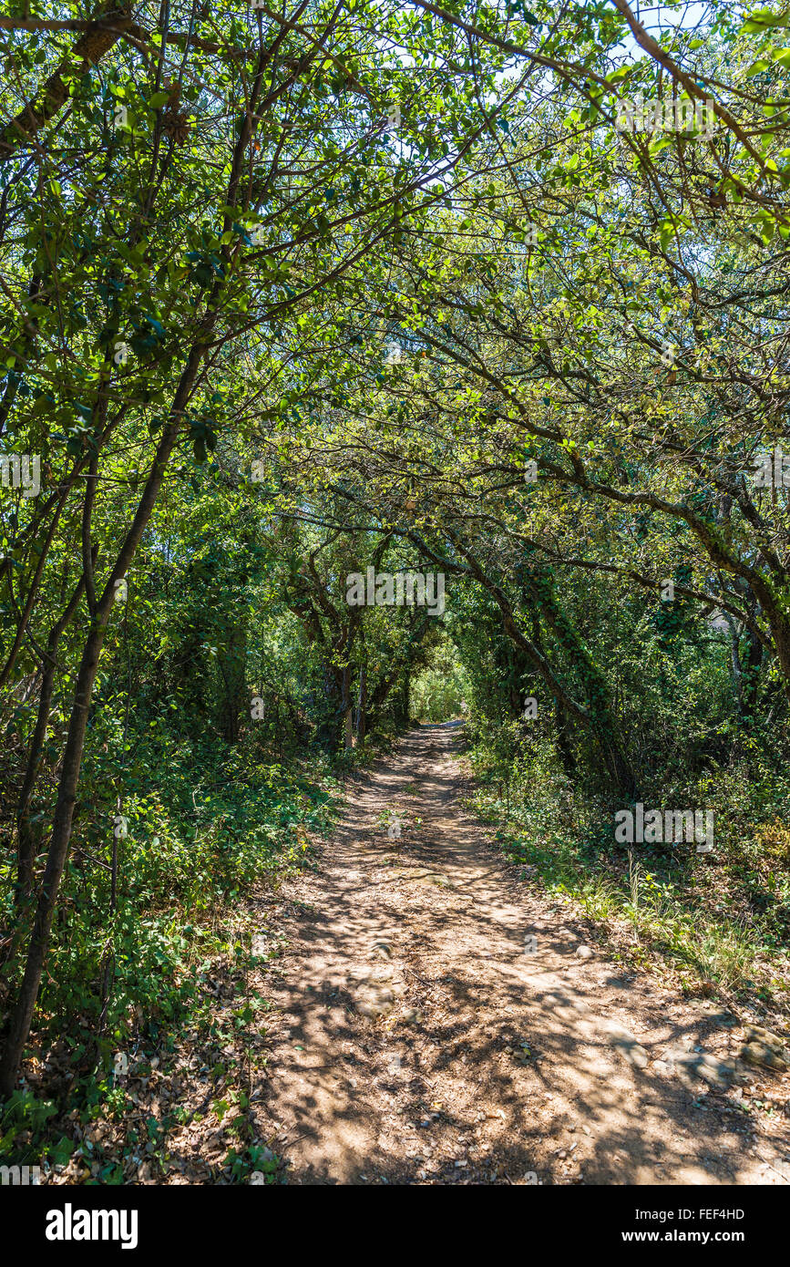 Way through the Mediterranean forest in Spain Stock Photo - Alamy