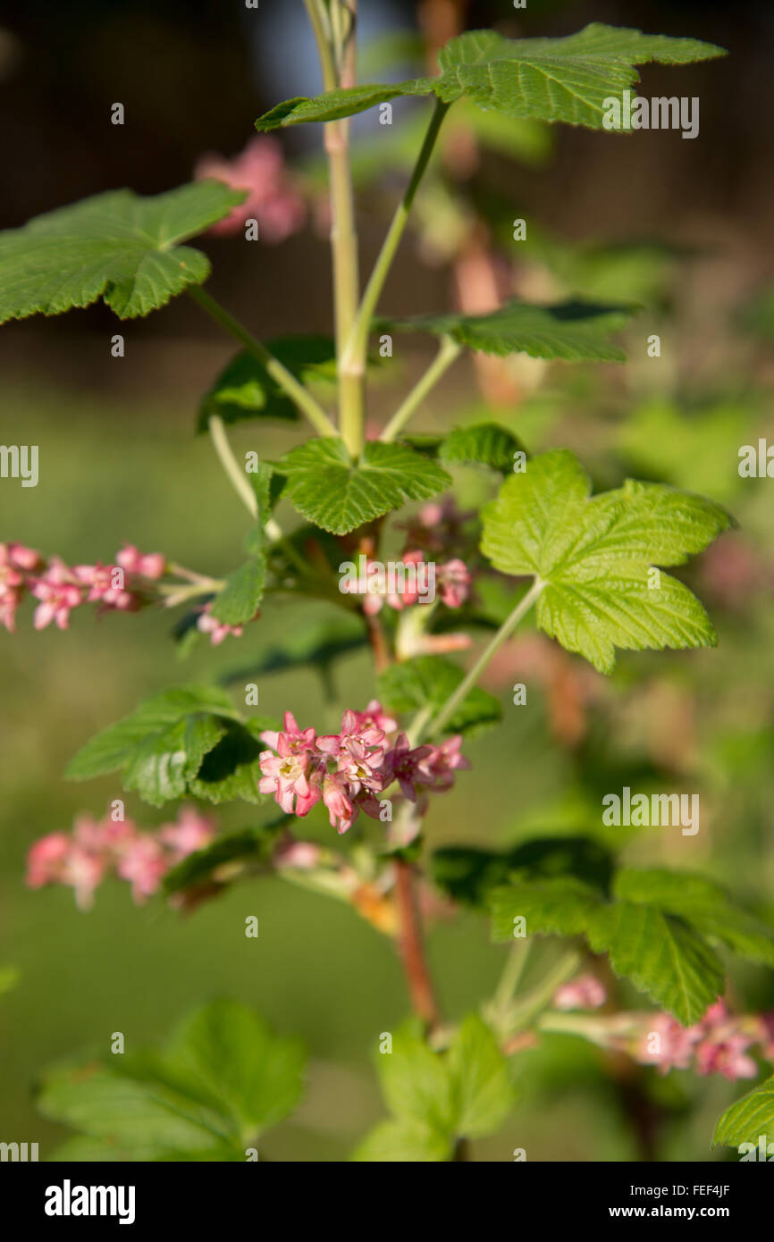 Flowering Currant Plant/Shrub (Ribes sanguineum) illuminated by golden ...
