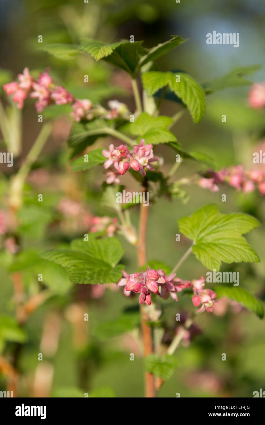 Flowering Currant Plant/Shrub (Ribes sanguineum) illuminated by golden ...