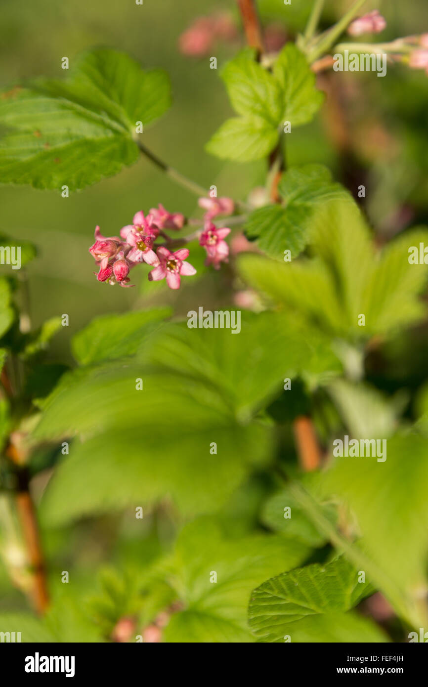 Flowering Currant Plant/Shrub (Ribes sanguineum) illuminated by golden ...