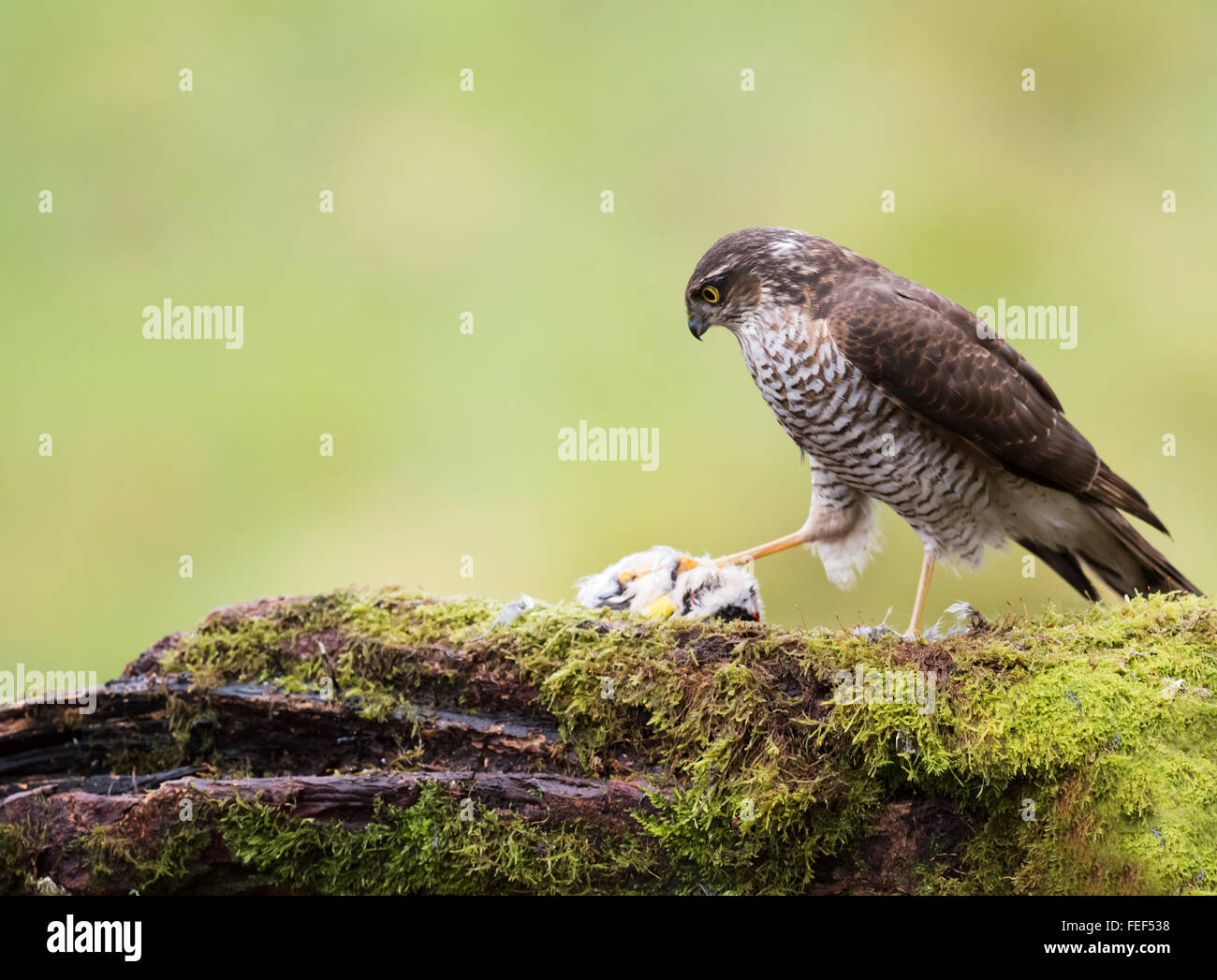 Wild Female Sparrowhawk (Accipiter nisus) perched with prey Stock Photo ...
