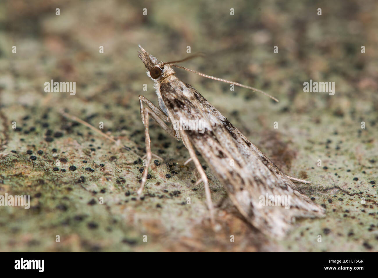 Very small moth hi-res stock photography and images - Alamy