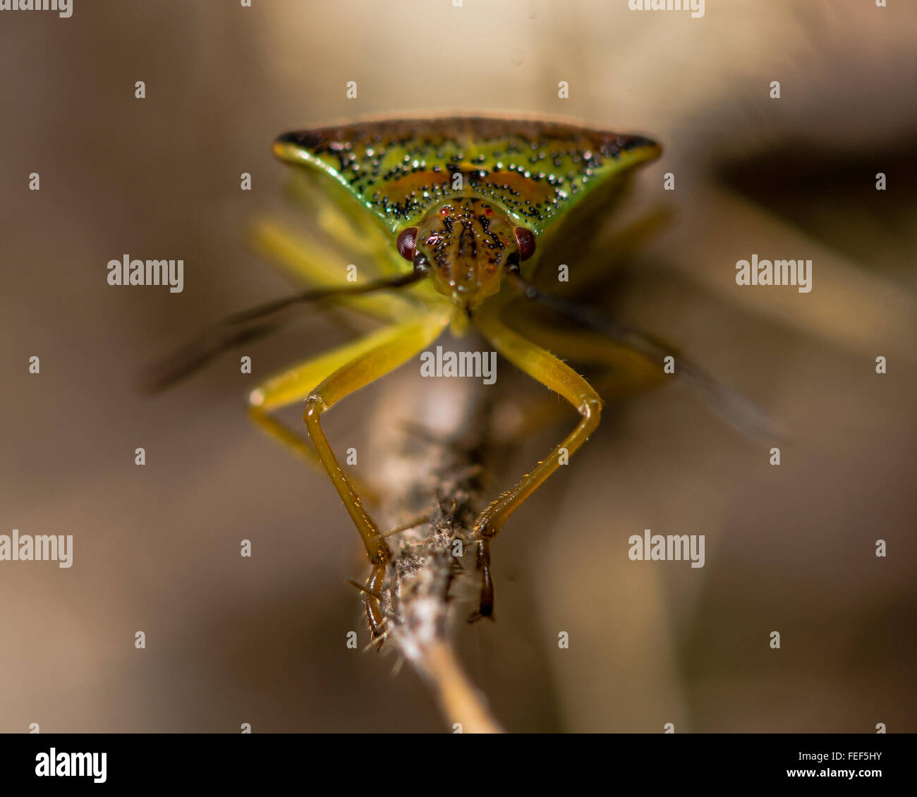 Acanthosomatidae family hi-res stock photography and images - Alamy