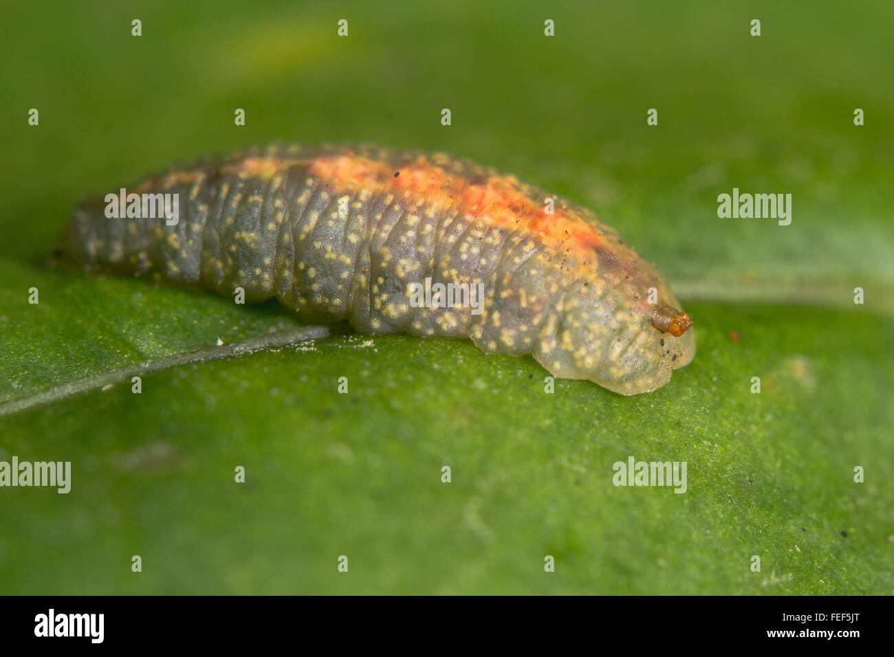 Hoverfly larva respiratory processes. A larva of a hoverfly in the ...