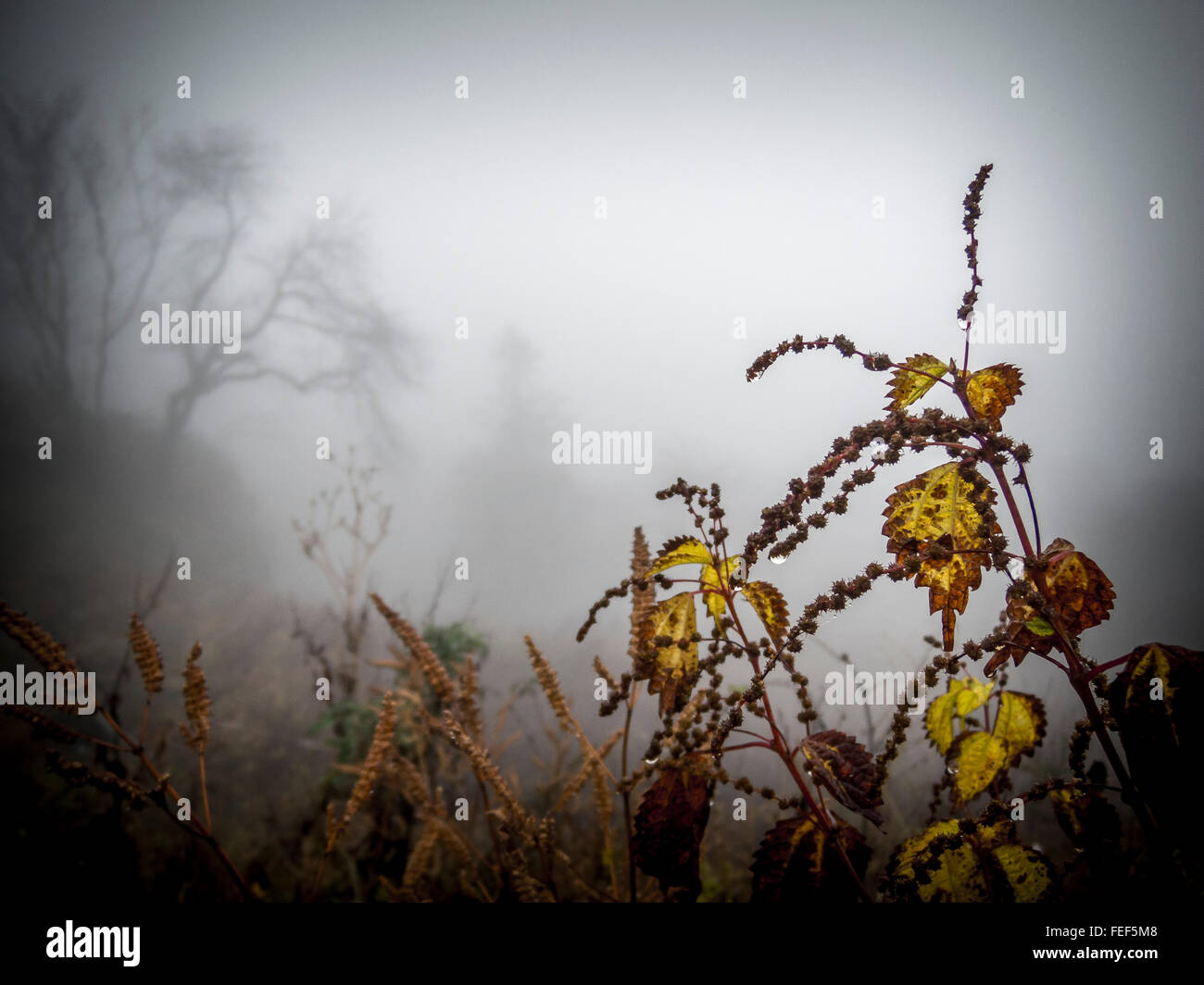 Still misty autumn day hi-res stock photography and images - Alamy