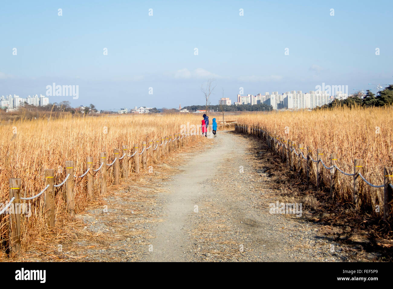 A family walk down a riverside path with tall grass on each side Stock ...