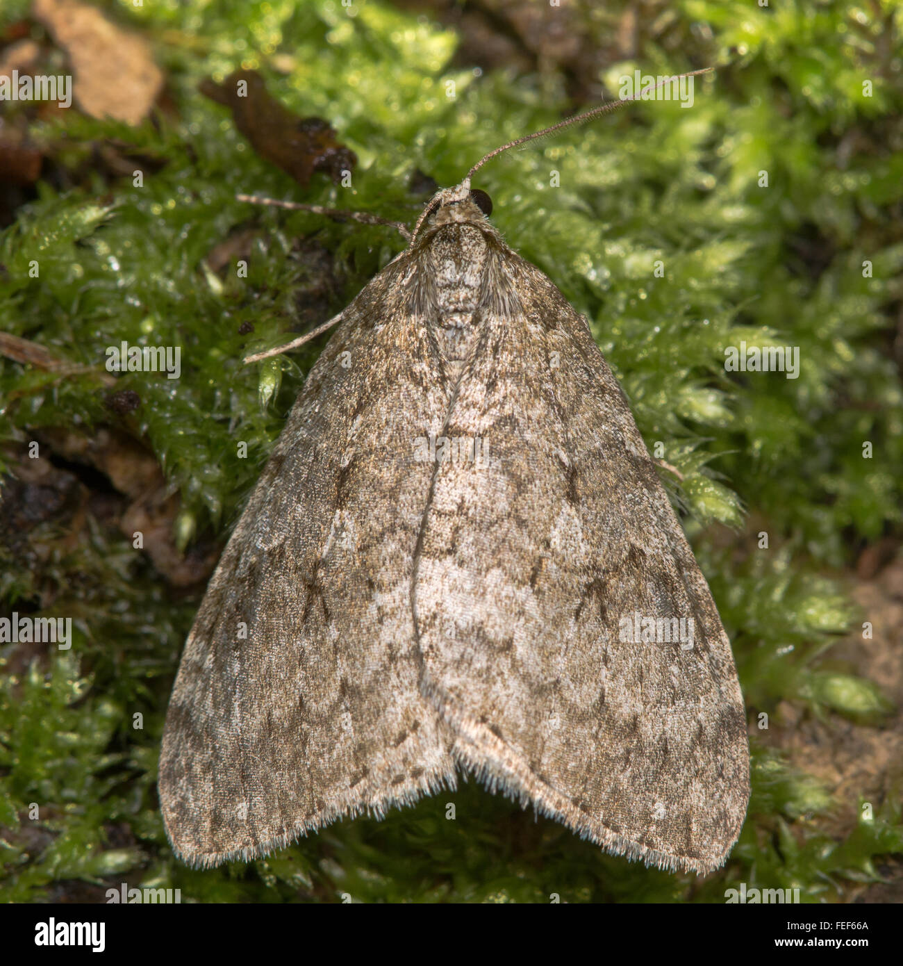 November moth (Epirrita dilutata). An autumnal moth in the family ...
