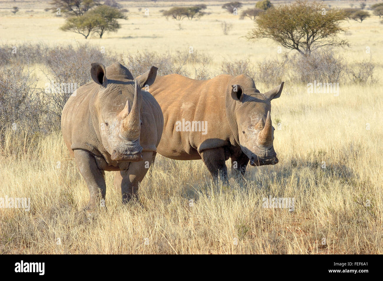 Rhino in field of grass hi-res stock photography and images - Alamy