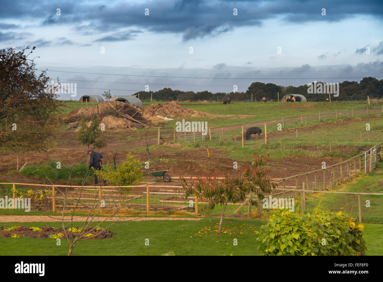 Pig farm pens hi-res stock photography and images - Alamy