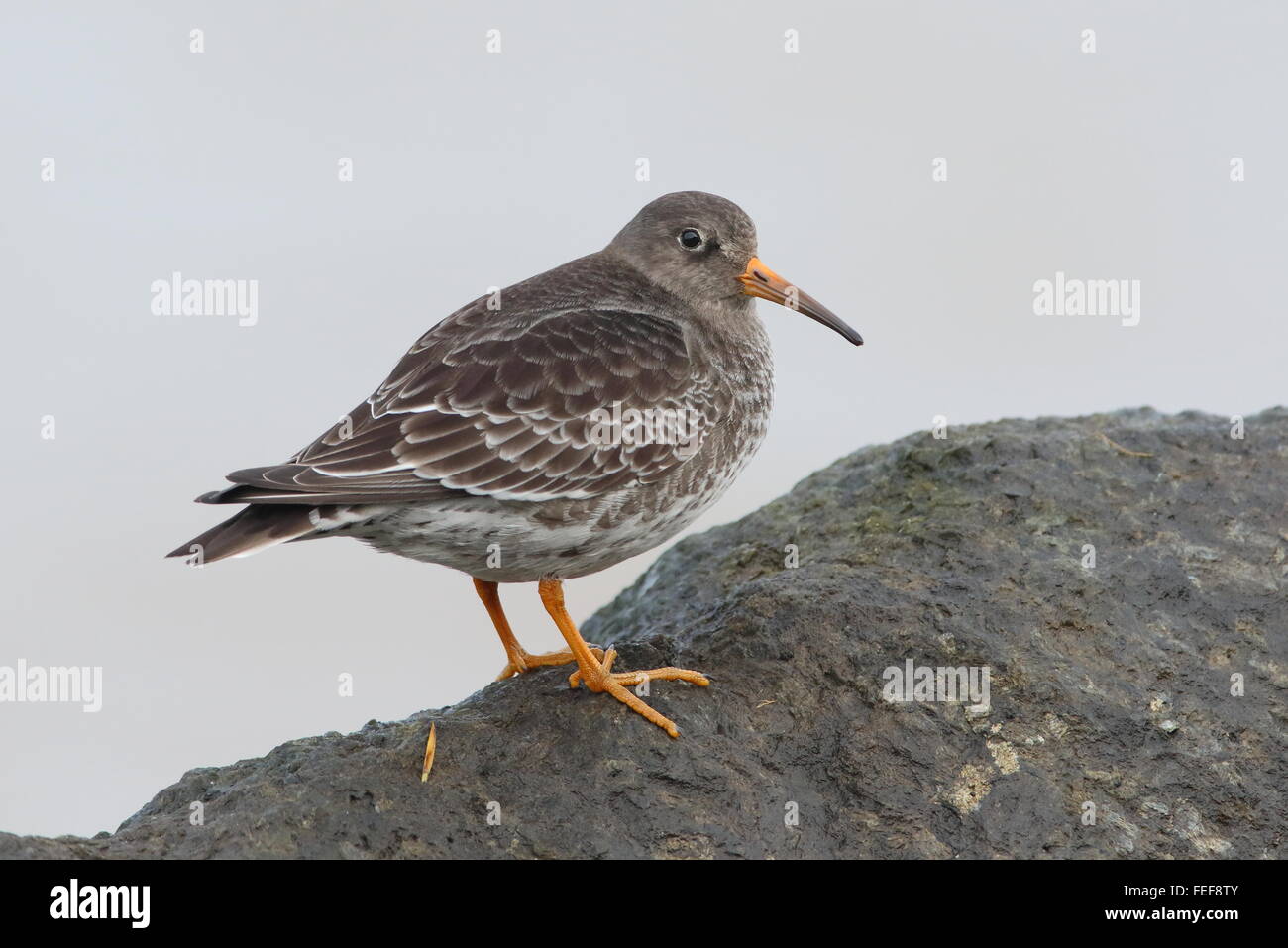 Arctic sandpipers hi-res stock photography and images - Alamy