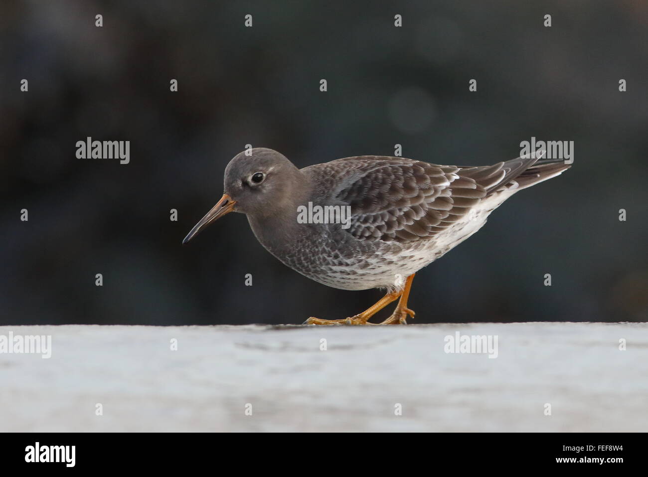 Arctic sandpipers hi-res stock photography and images - Alamy