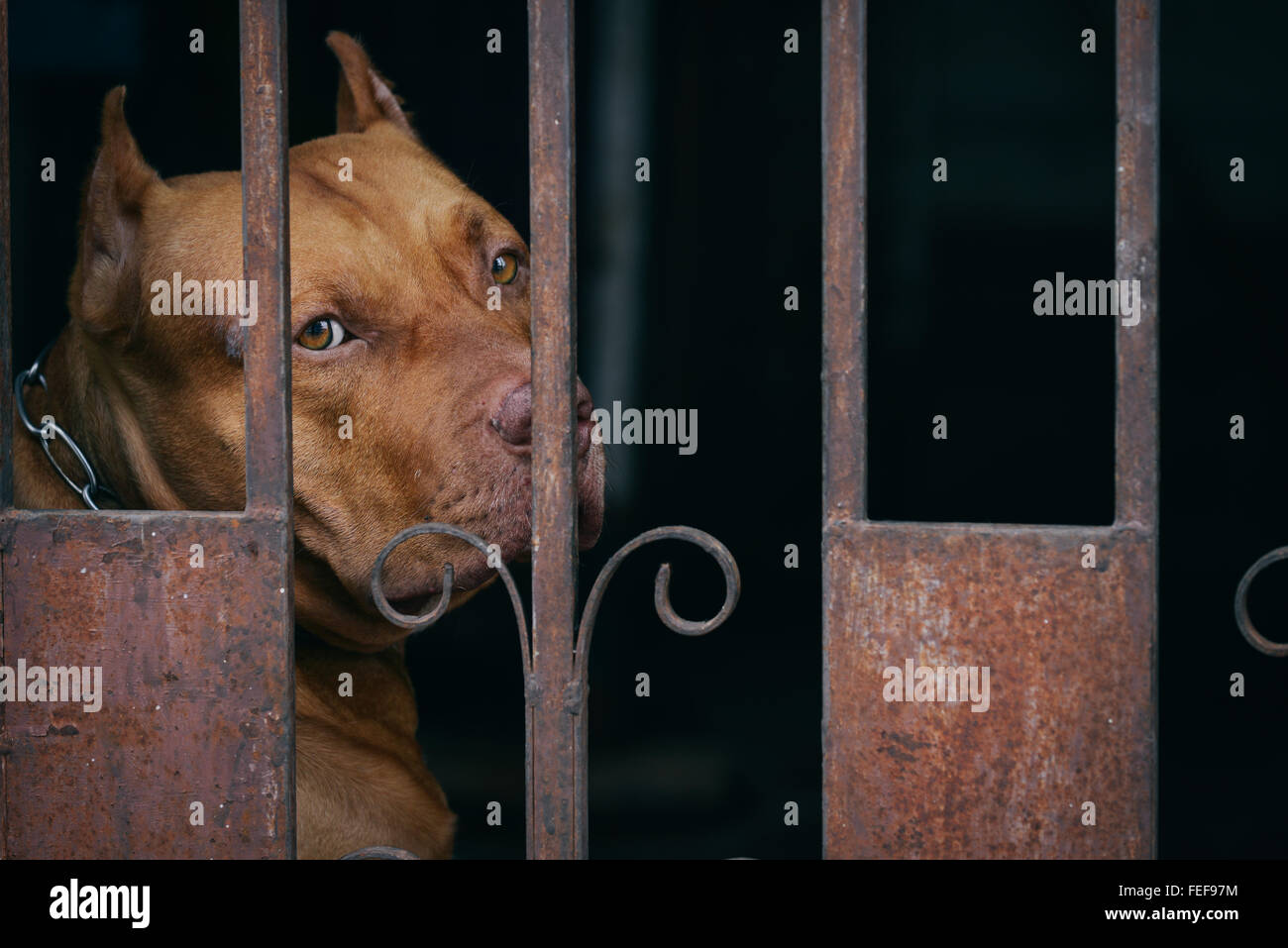Brown Pitbull dog behind rusty cage Stock Photo - Alamy