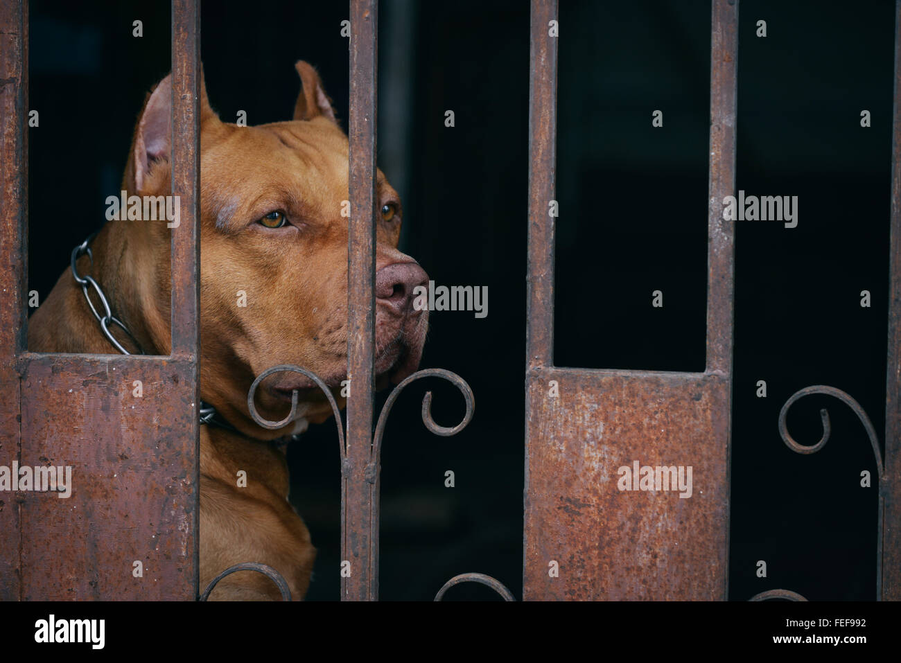 Pitbull behind fence hi-res stock photography and images - Alamy