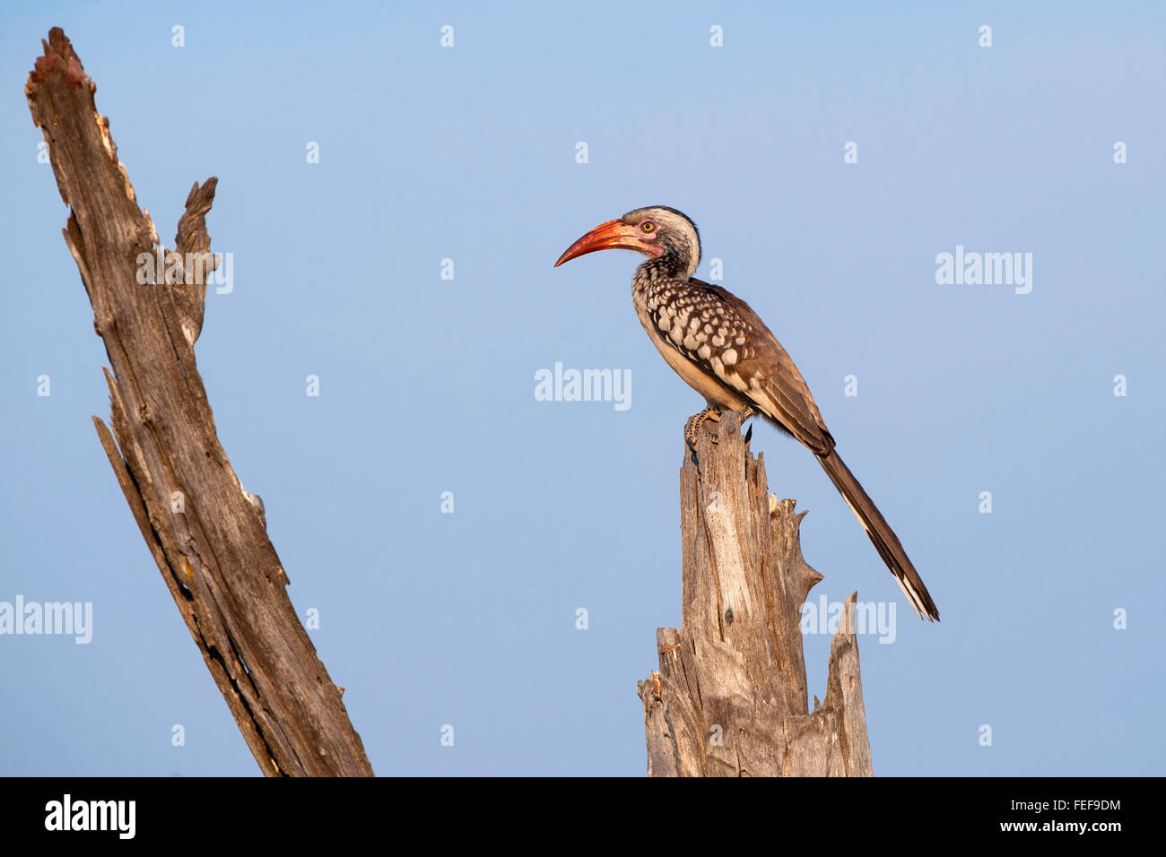A southern red-billed hornbill Tockus rufirostris seen at Lake Kariba ...