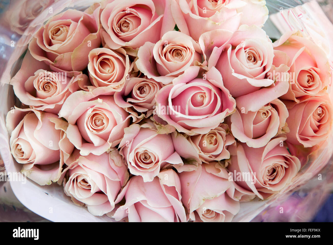 Bright pink roses background Stock Photo - Alamy