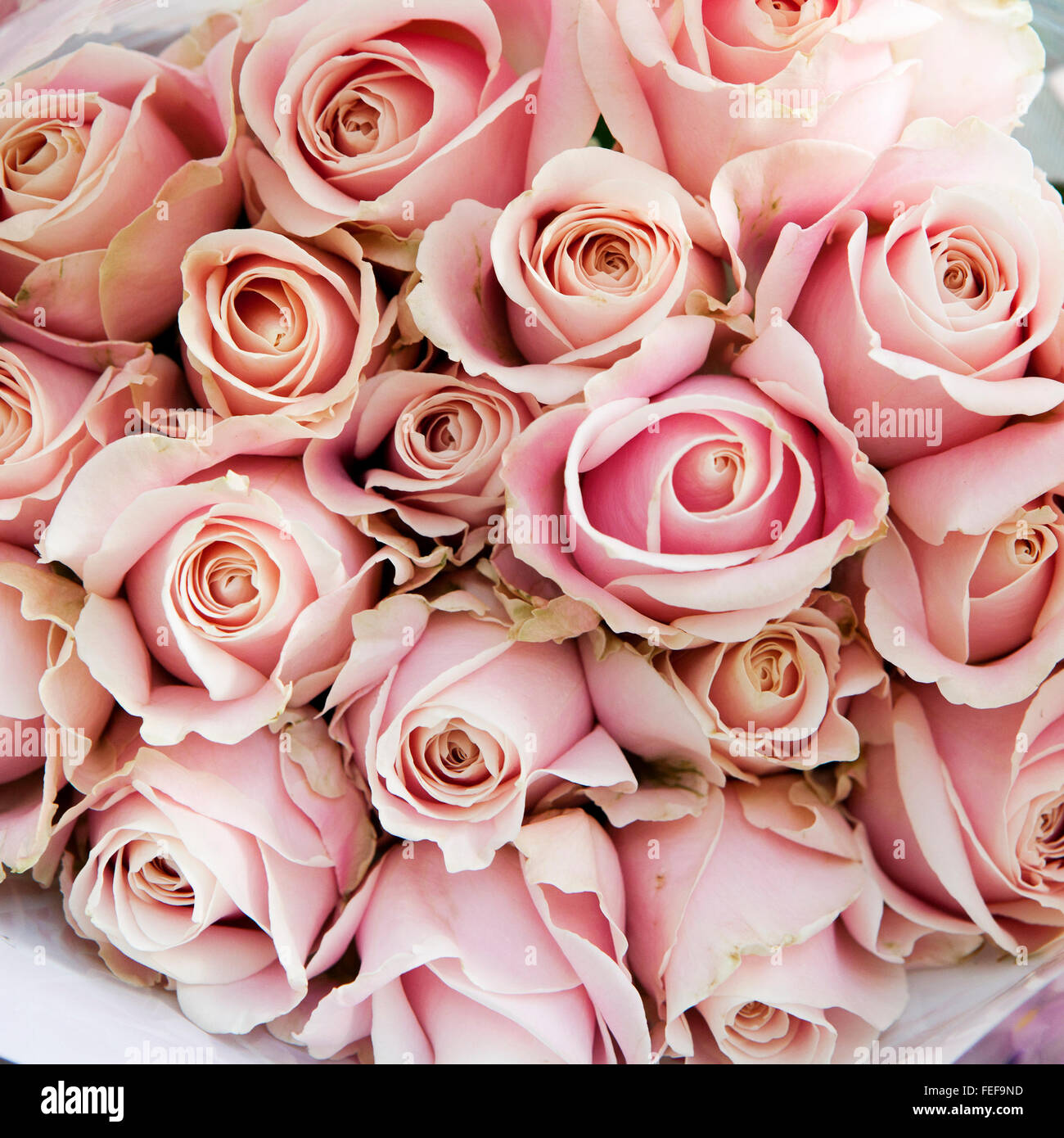 Bright pink roses background Stock Photo - Alamy