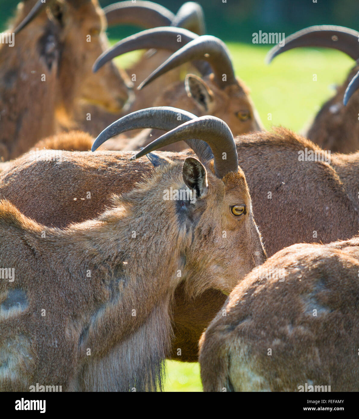 Captive aoudad sheep hi-res stock photography and images - Alamy