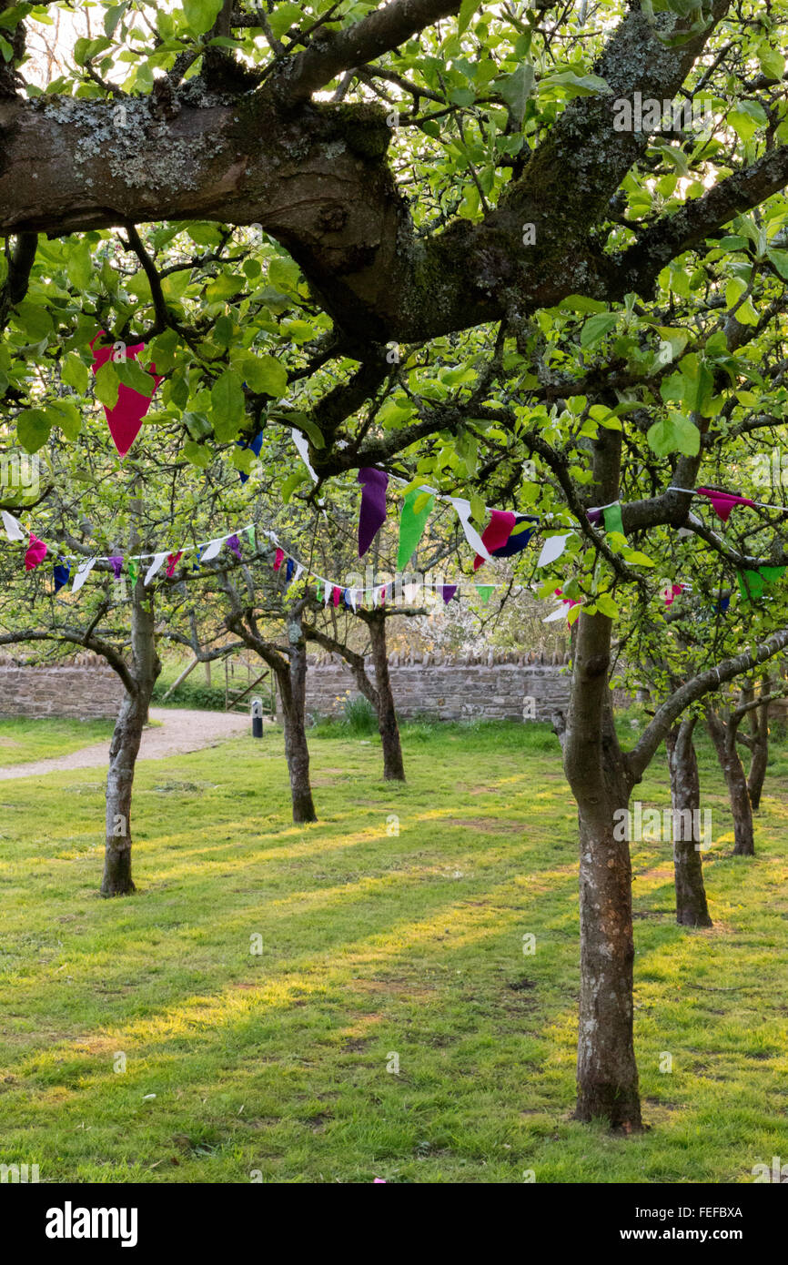 Muliticoloured flag bunting hanging in boughs of apple orchard trees ...