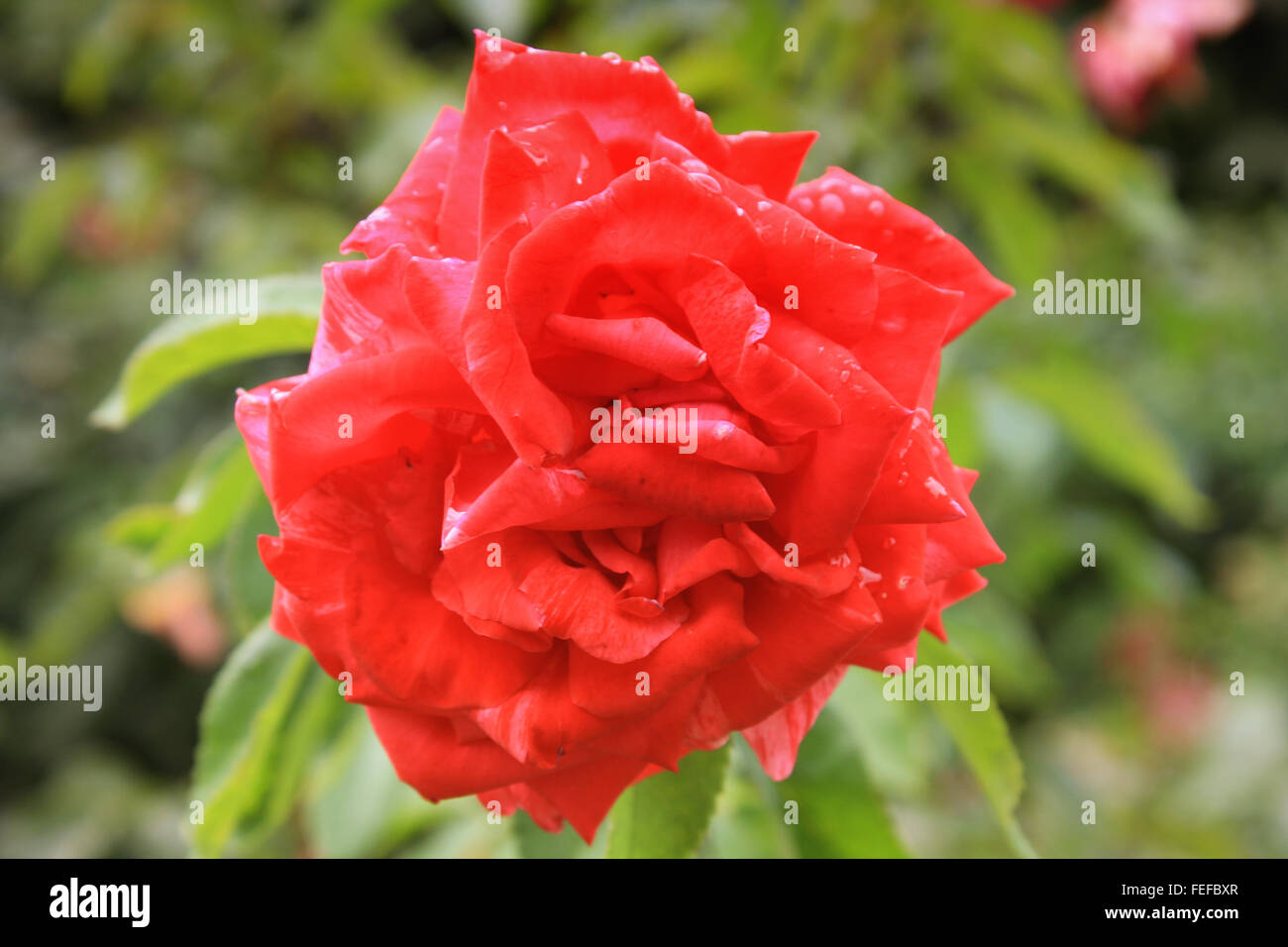 Beautiful red rose in the park Stock Photo - Alamy