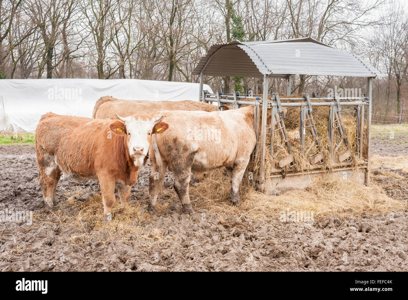 Bull eating hay hi-res stock photography and images - Alamy