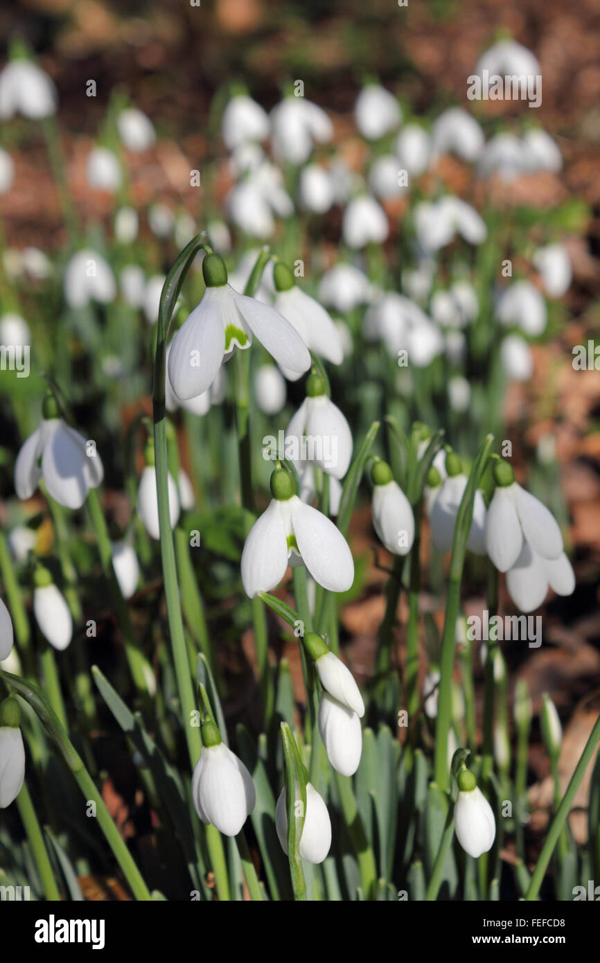 Snowdrops in england hi-res stock photography and images - Alamy