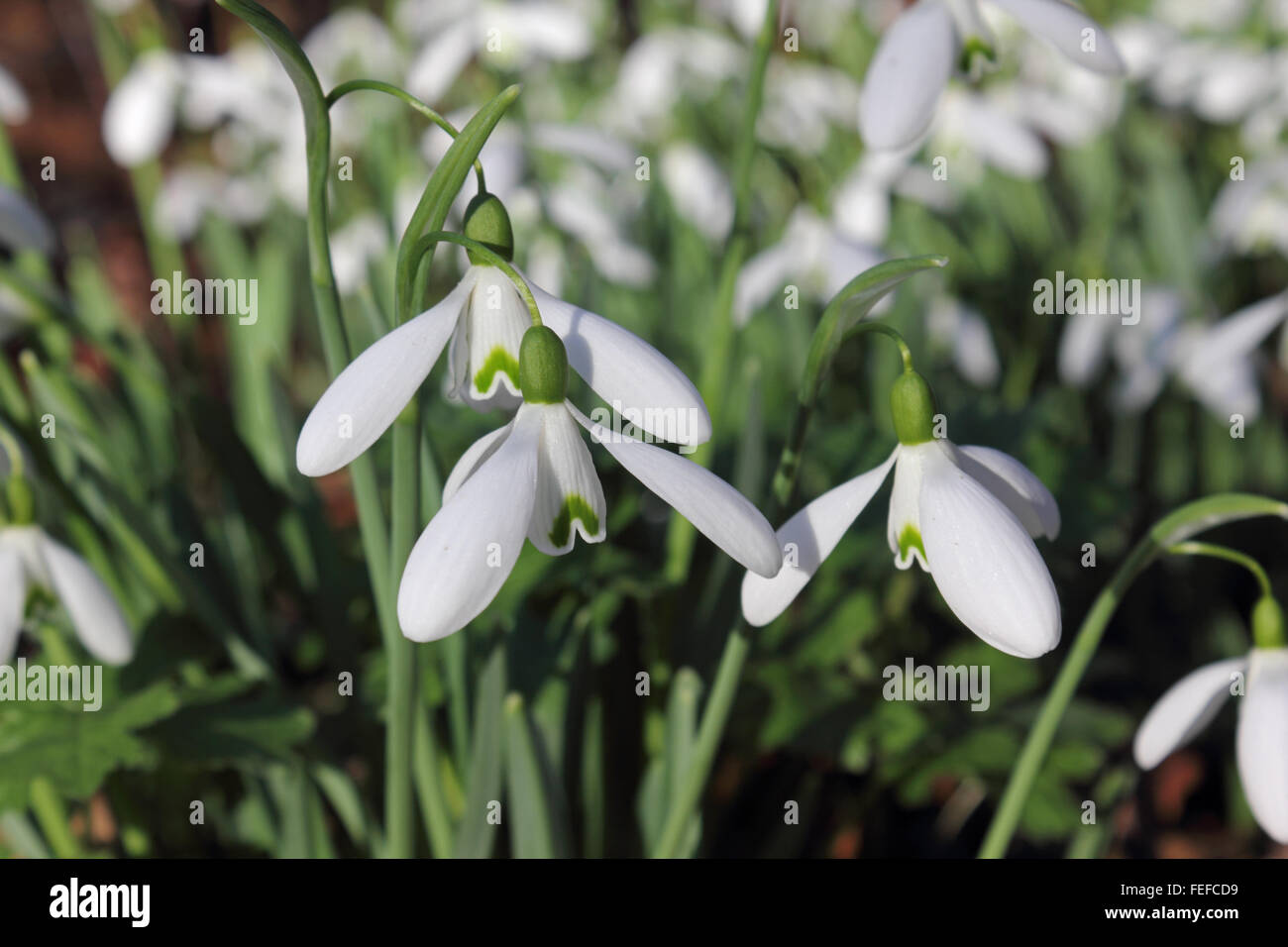 Snowdrops in england hi-res stock photography and images - Alamy