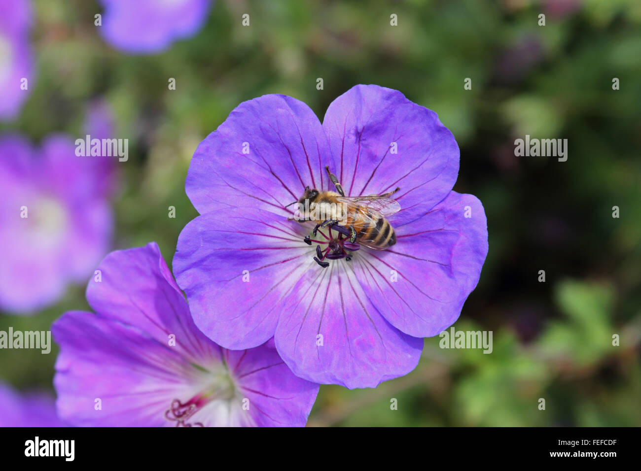 Perennial purple flowering geranium Rozanne is a popular garden shrub ...