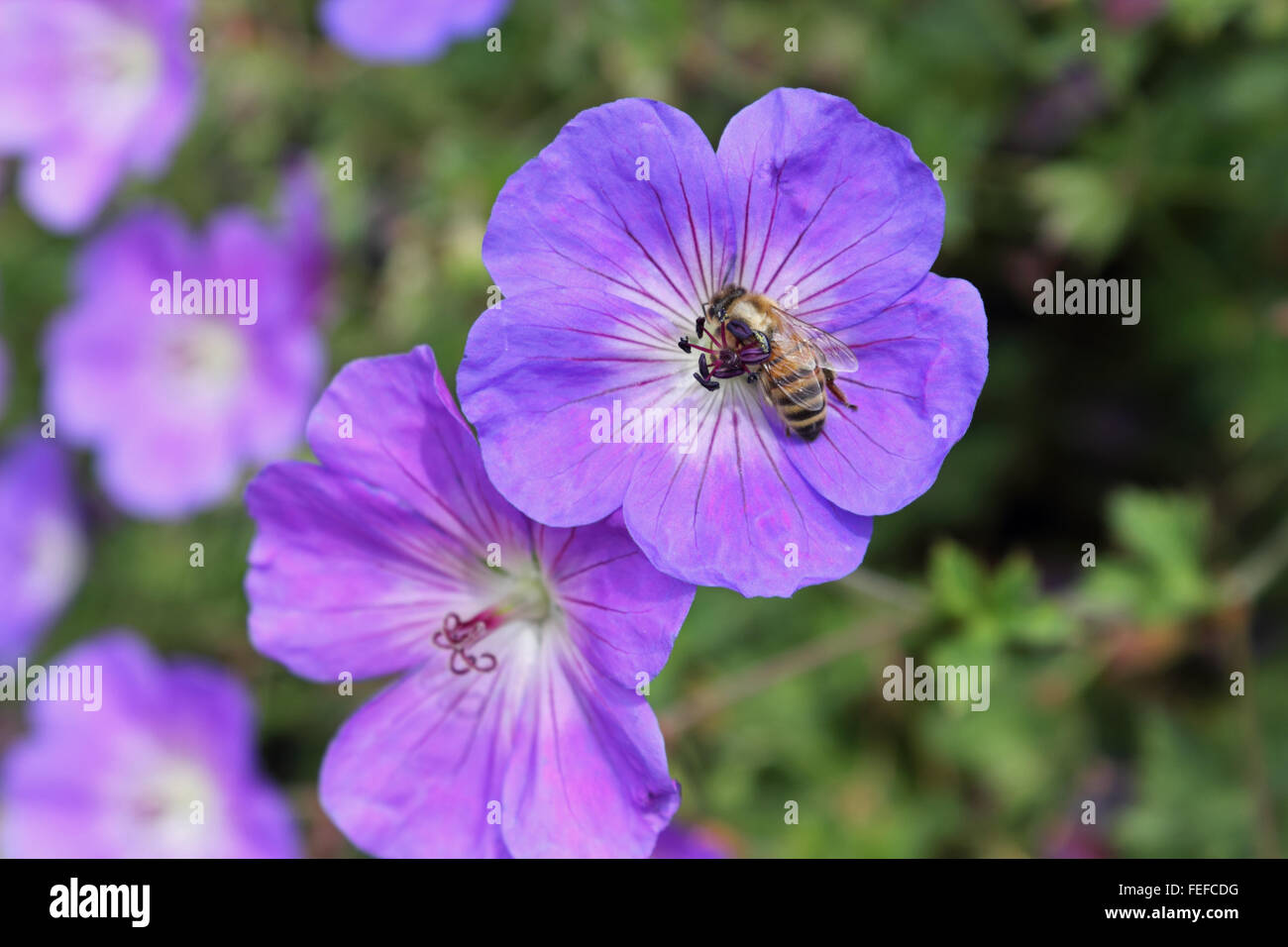 Geranium rozanne hi-res stock photography and images - Alamy