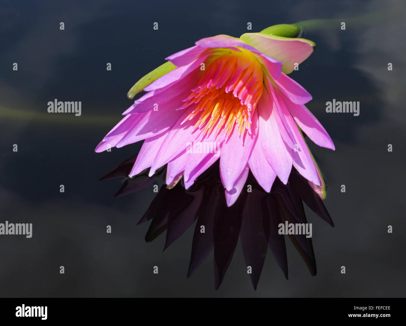 Pink lily flower on still water Stock Photo - Alamy