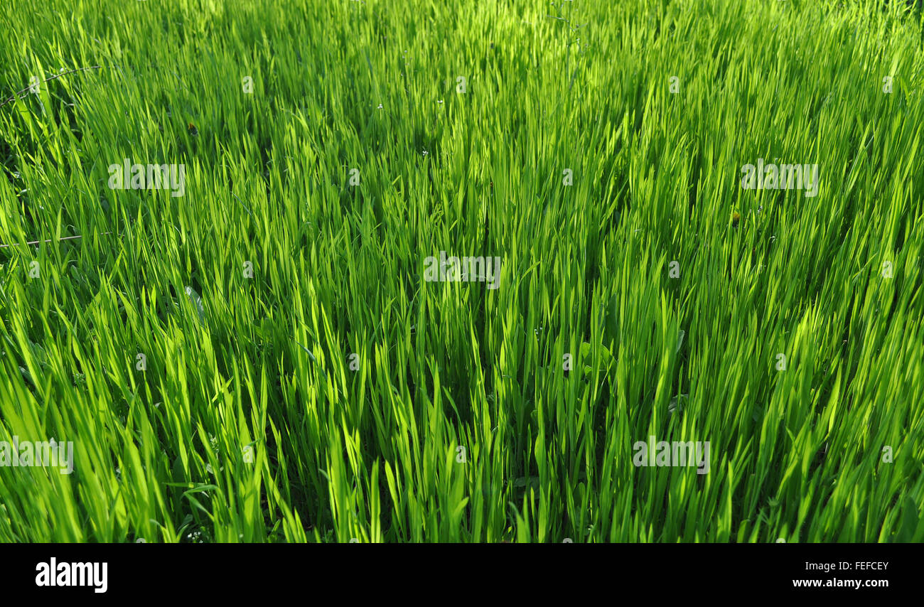 Green wheat grass background texture Stock Photo - Alamy