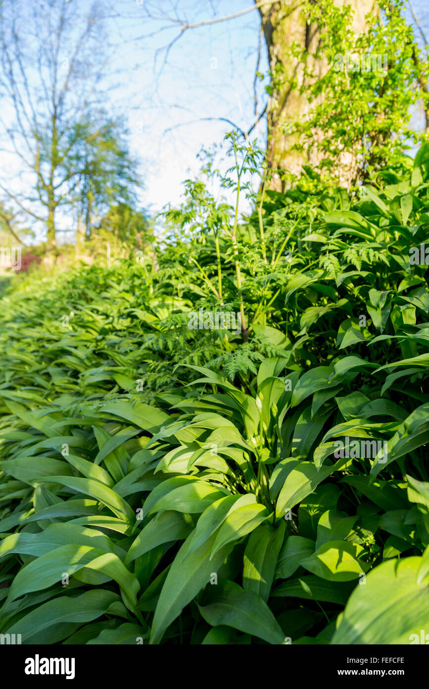 Wild Garlic (Allium ursinum) growing in abundance beneath a hedegerow ...