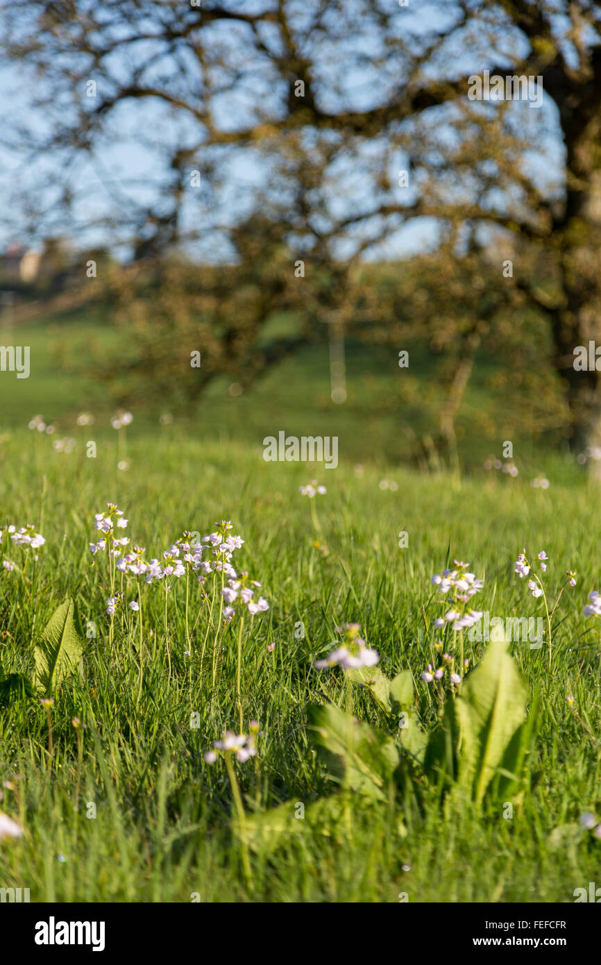 Cuckoo Flower (Cardamine pratensis) (also known as Lady's smock ...