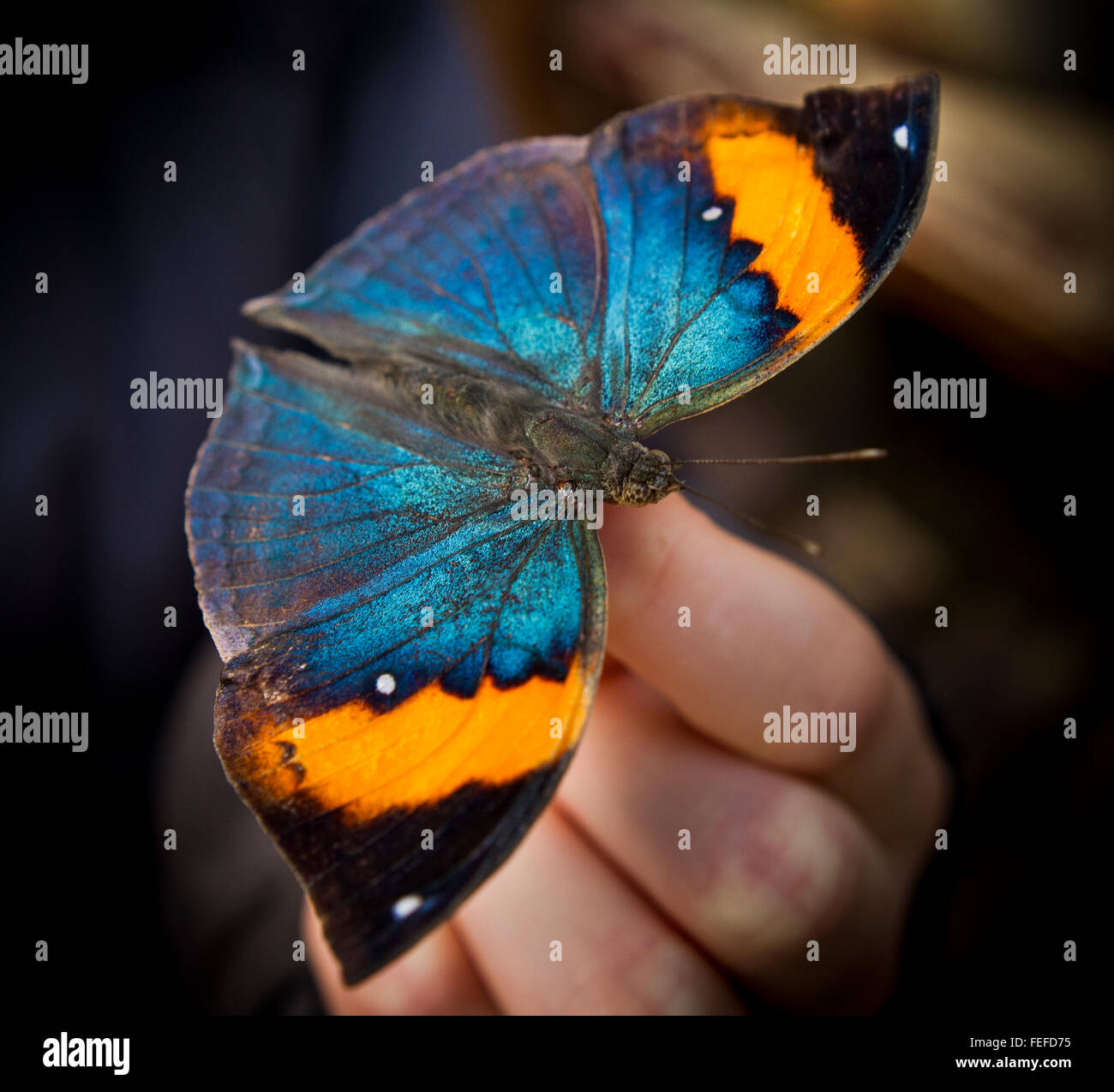 Euphaedra High Resolution Stock Photography and Images - Alamy