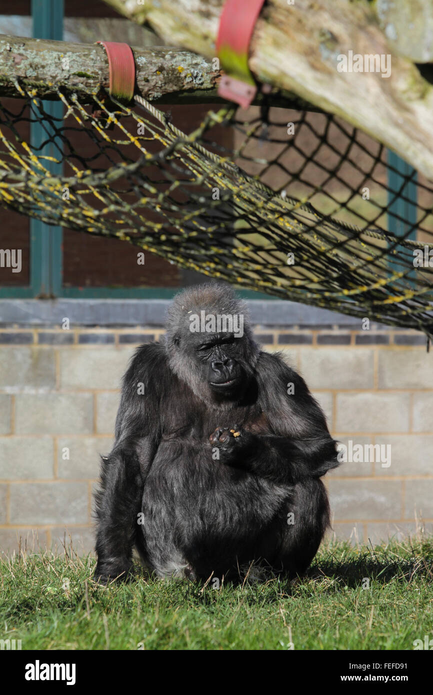 Captive old female chimpanzee ,Twycross Zoo Stock Photo - Alamy