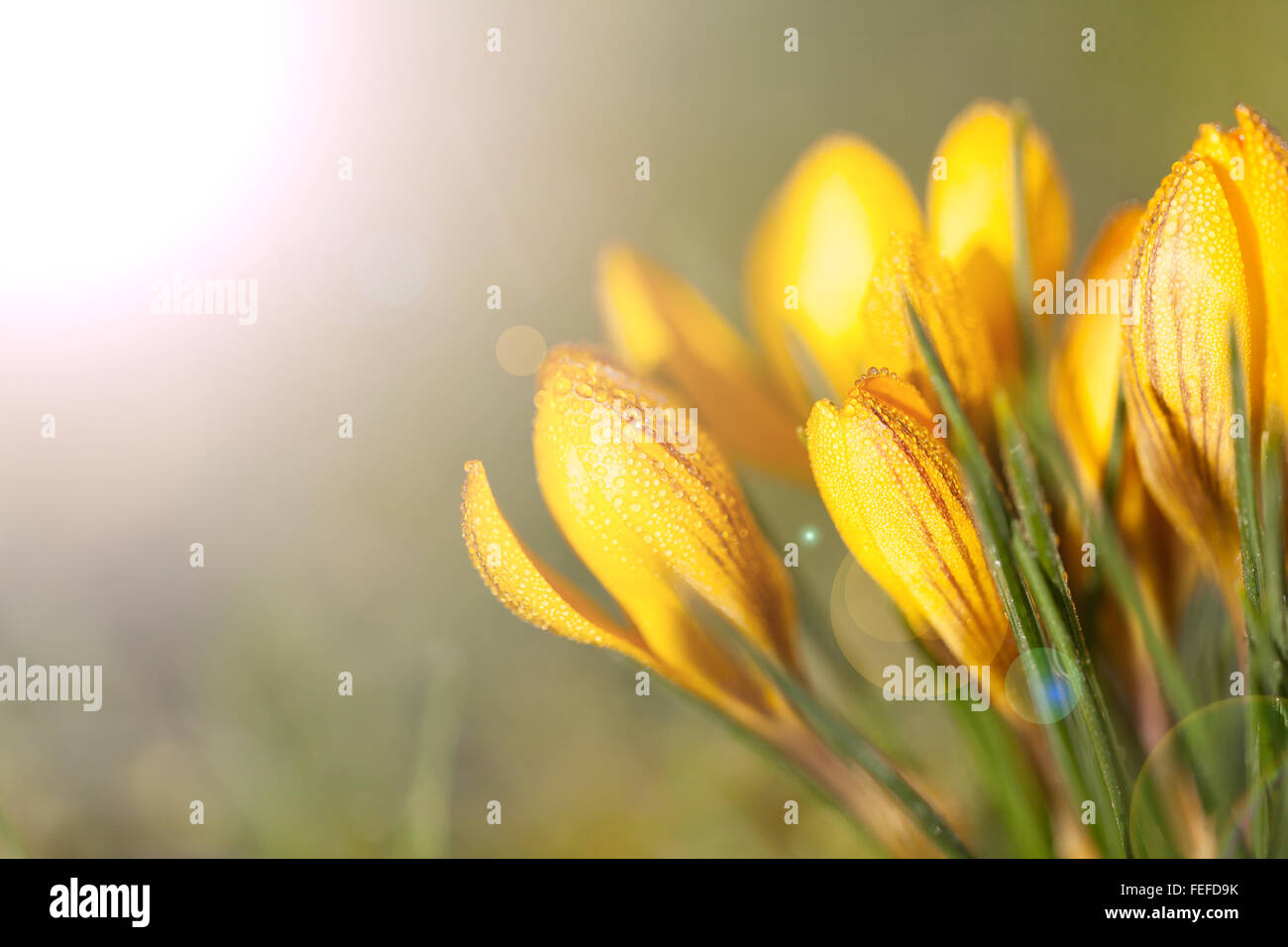 crocus yellow in the morning frost Stock Photo - Alamy